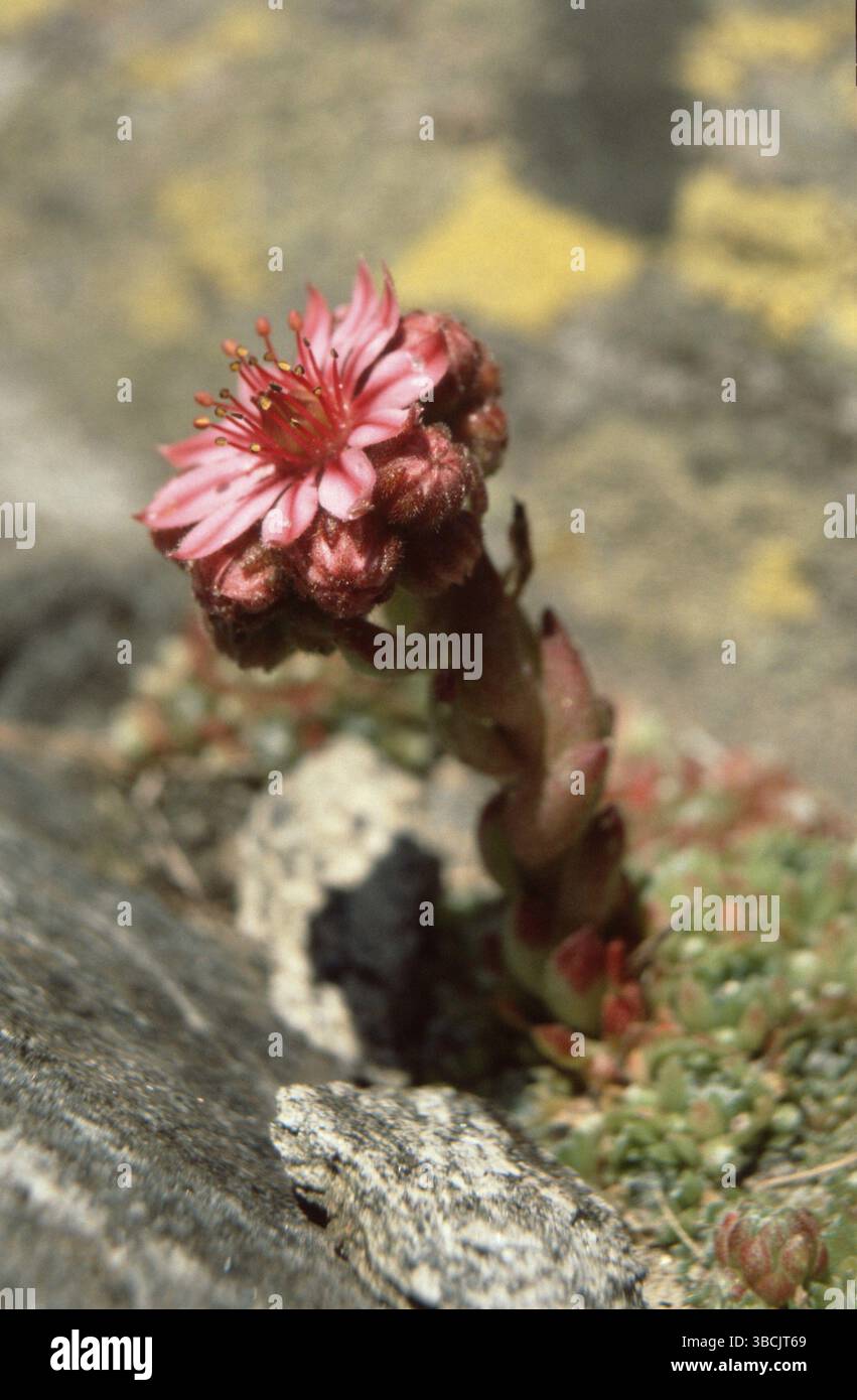 Cobweb Houseleek (Sempervivum arachnoideum) (Sedum arachnoideum ...