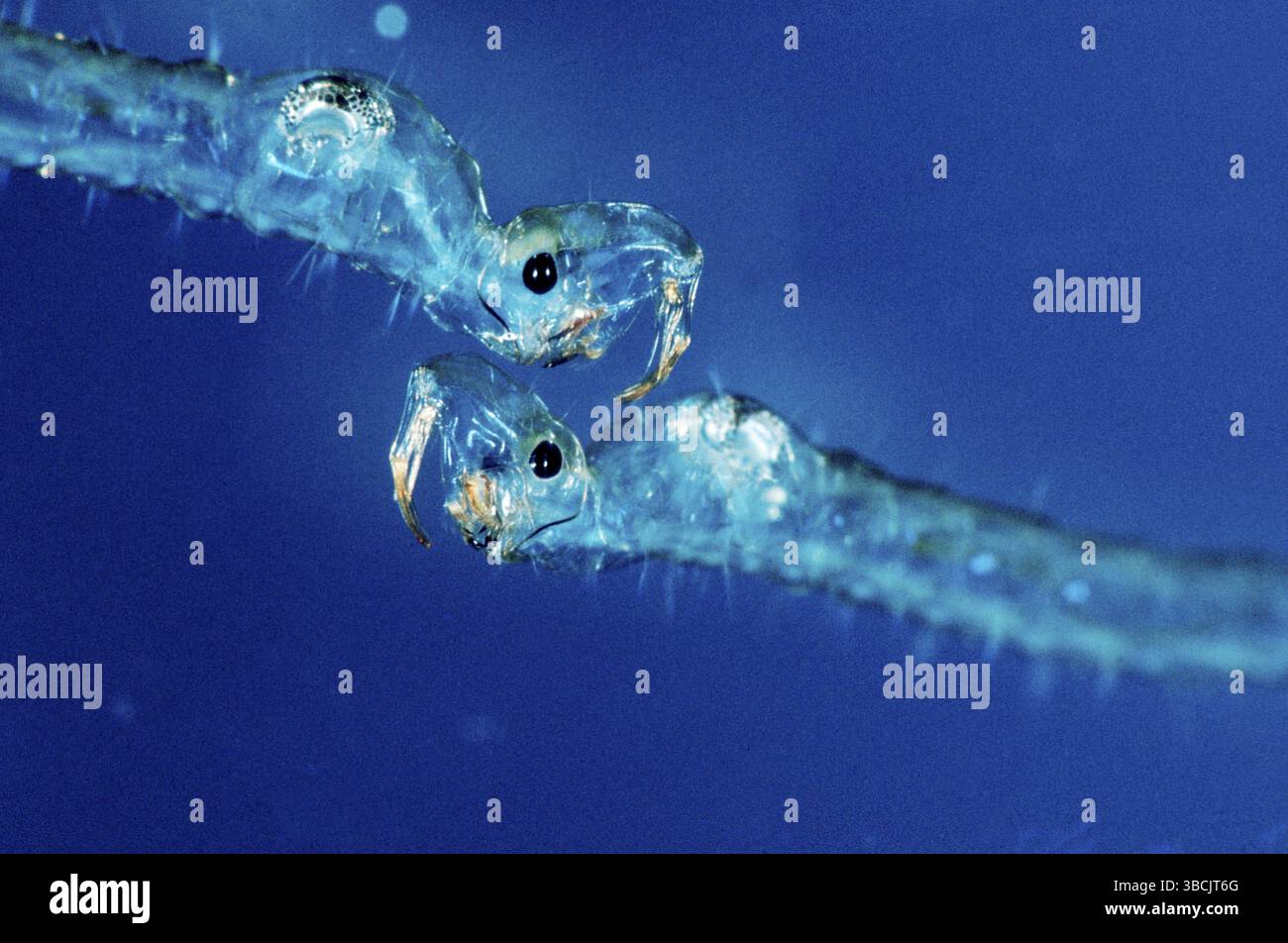 Phantom Midge larvas (Chaoborus flavicans), tufted midge larvae, tufted ...