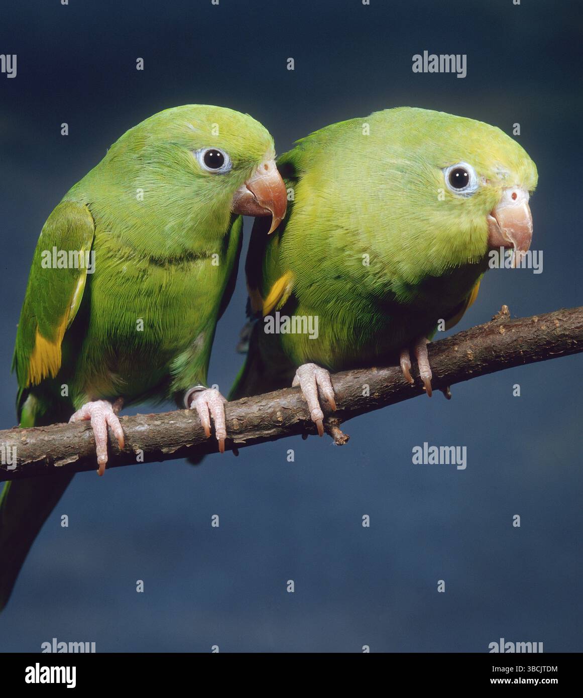 Canary-winged Parakeets (Brotogeris versicolurus chiriri), canary ...