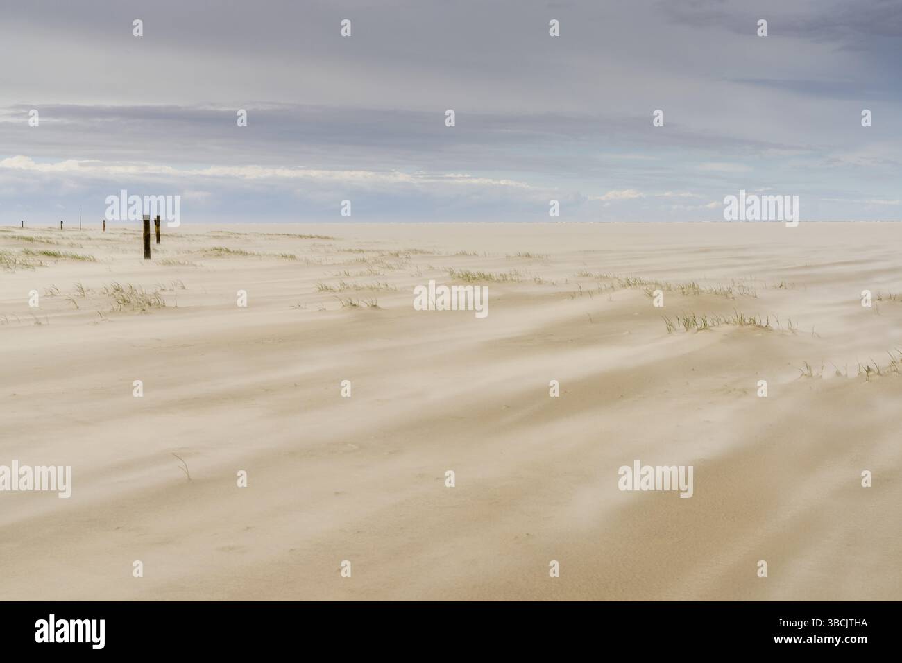 beautiful idyllic beach with grasses and wooden post and strong wind ...