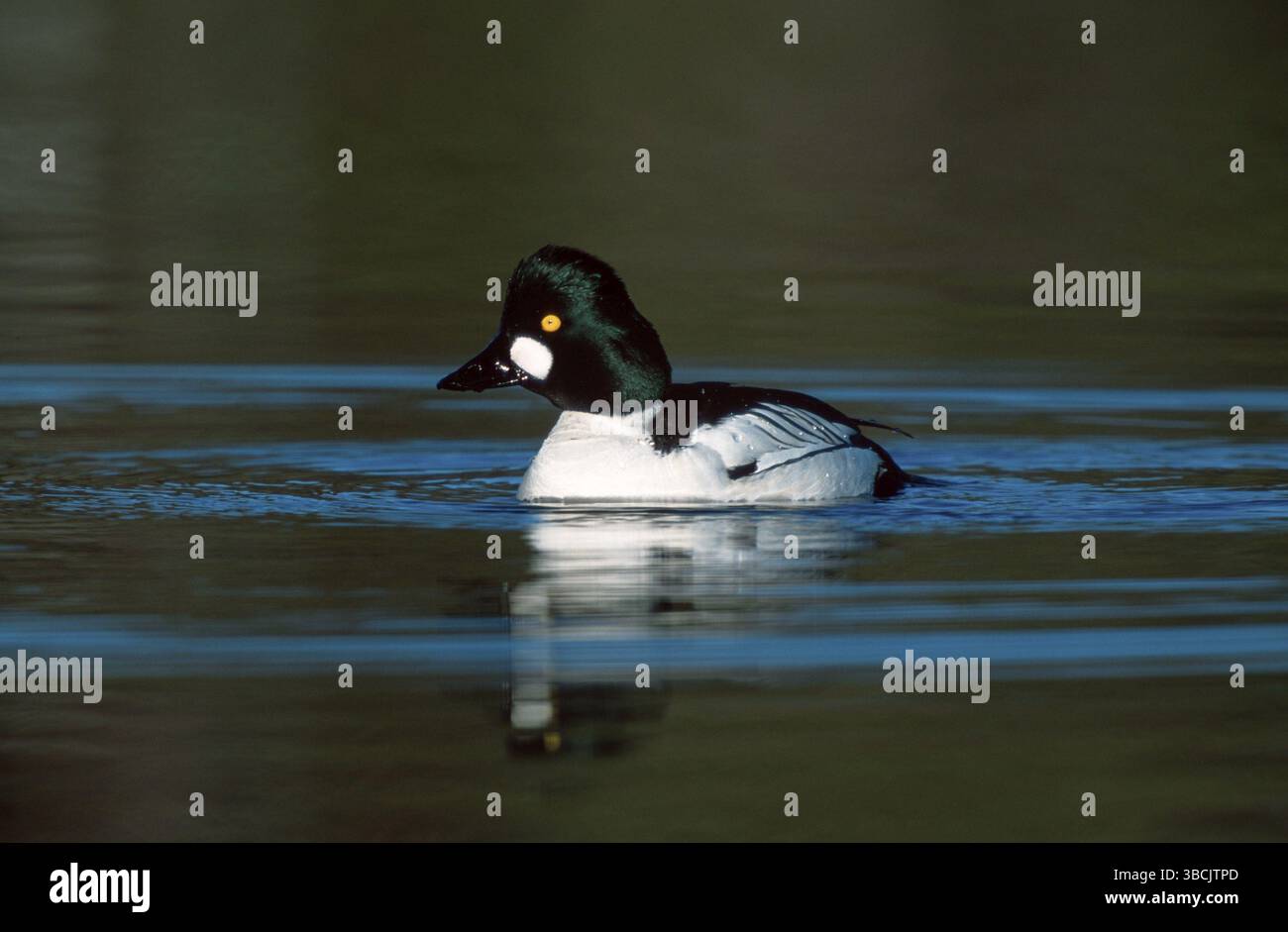 Goldeneye, male, Sweden (Bucephala clangula), Schellente, maennlich ...