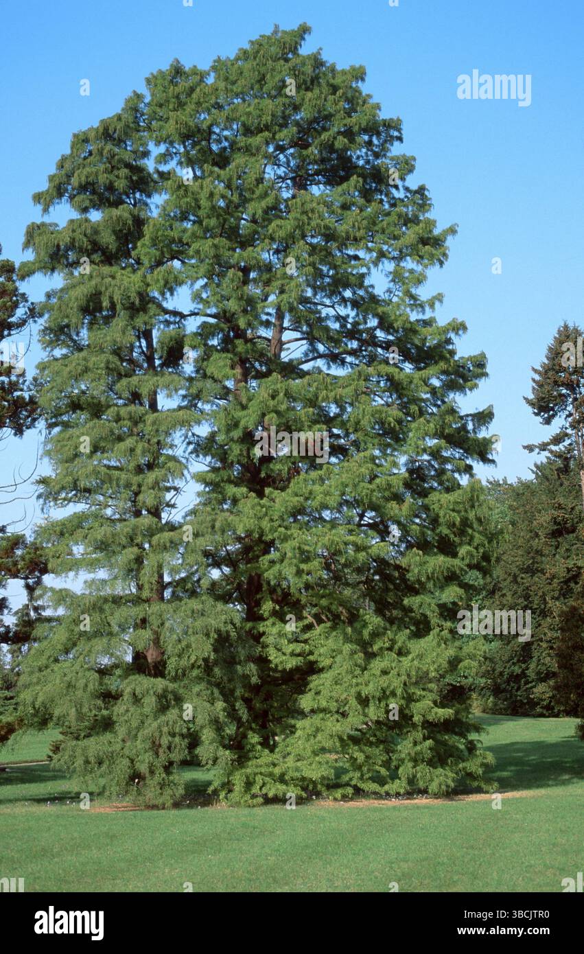 Baldcypress (Taxodium districum), bald cypress, America, america ...