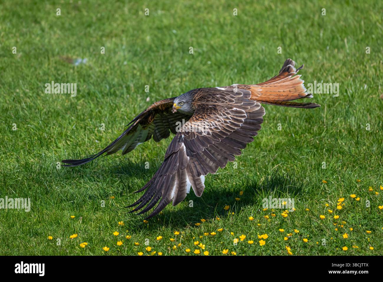 Birding in wales hi-res stock photography and images - Alamy