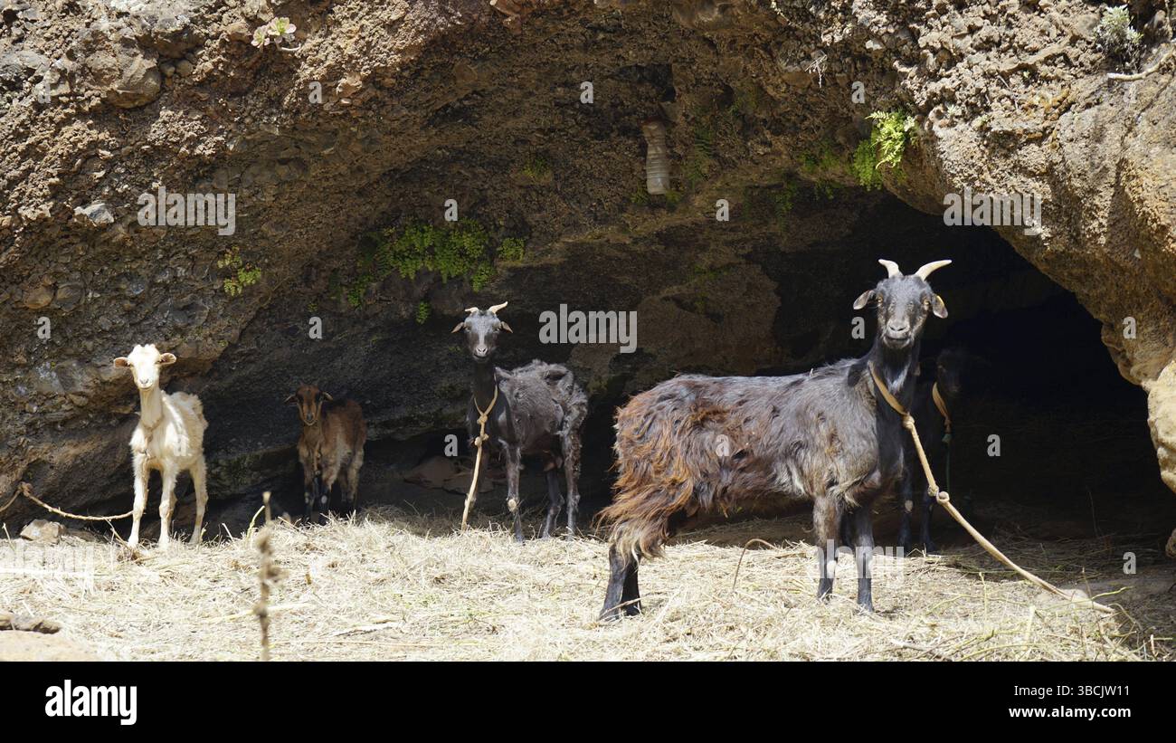 Capra verde hi-res stock photography and images - Alamy