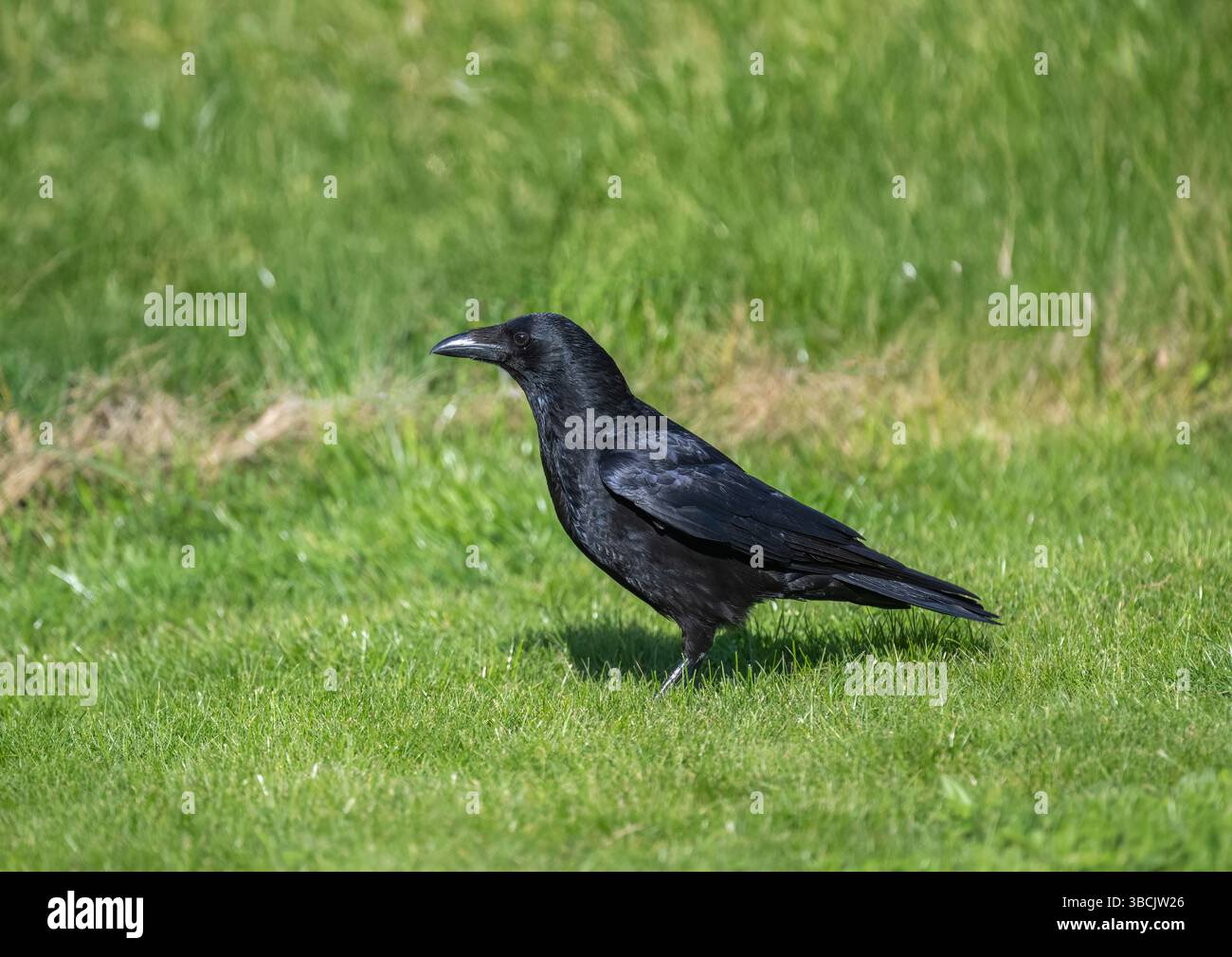 Common or carrion crow, UK Stock Photo - Alamy