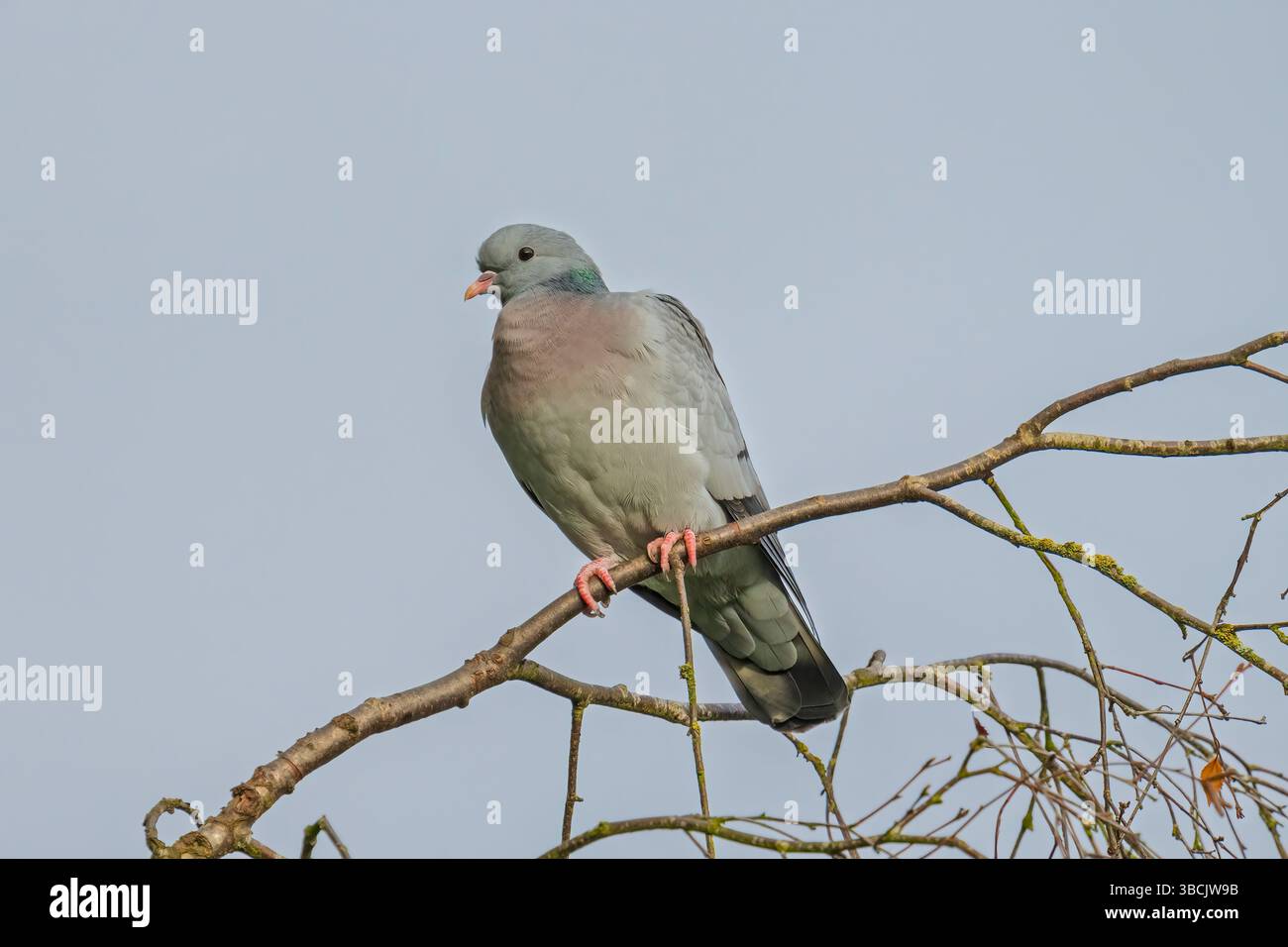 Peace dove vector hi-res stock photography and images - Alamy