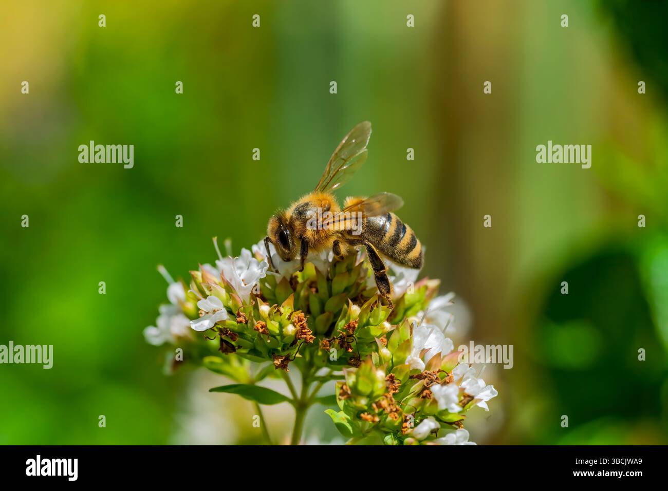 Honey bee on flowers, UK Stock Photo - Alamy