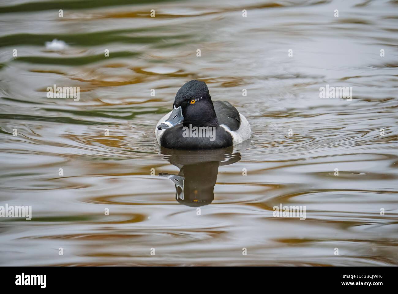 Mel ring-necked duck Stock Photo - Alamy