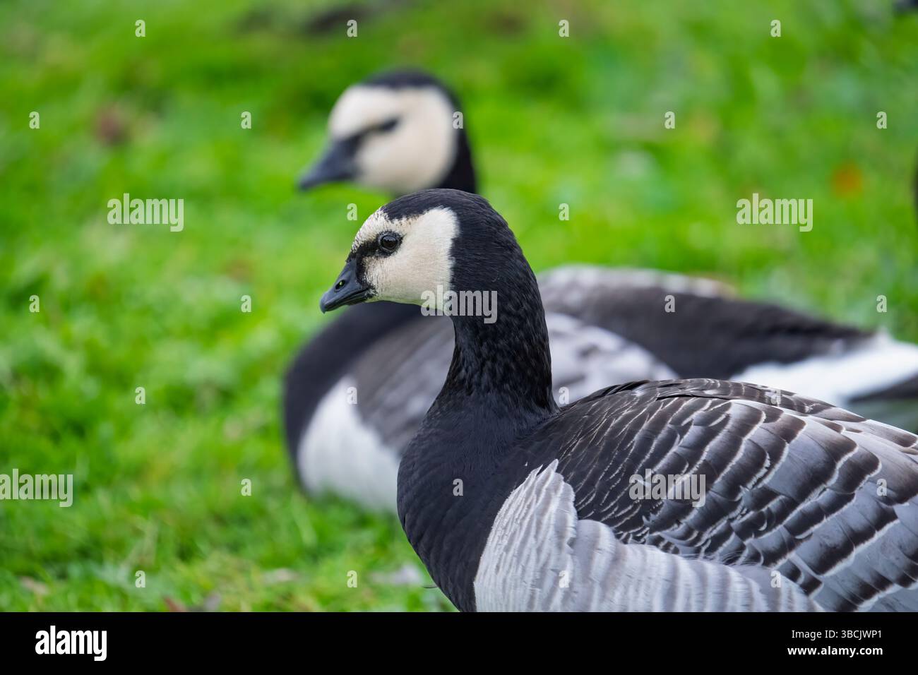 Barnacle geese, UK Stock Photo - Alamy
