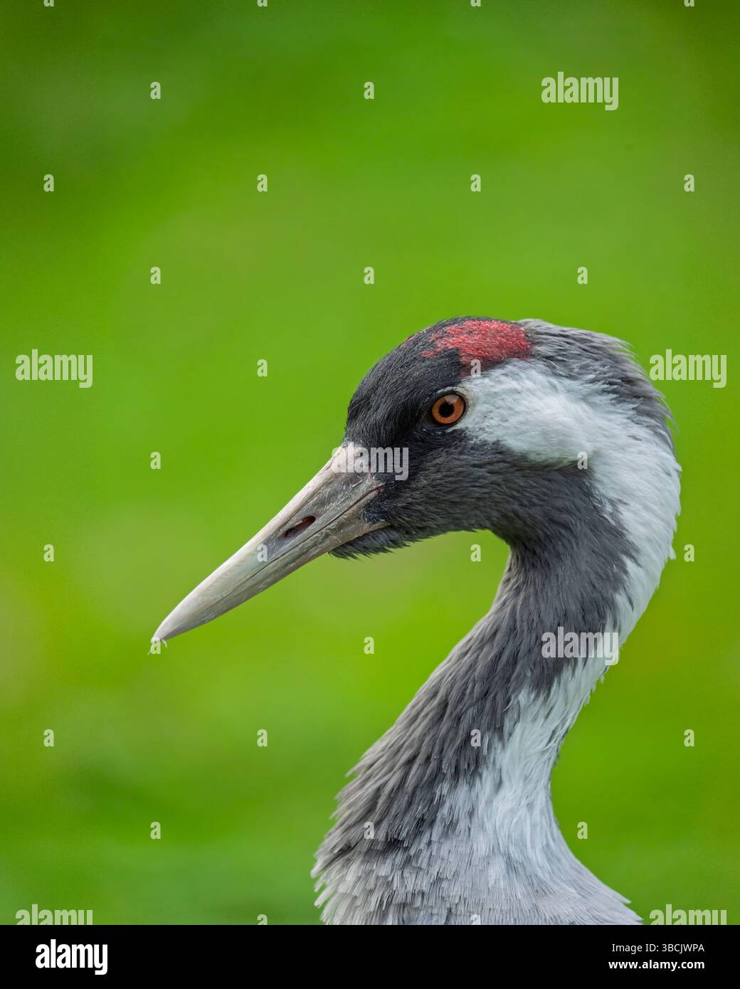 Common crane, UK Stock Photo - Alamy