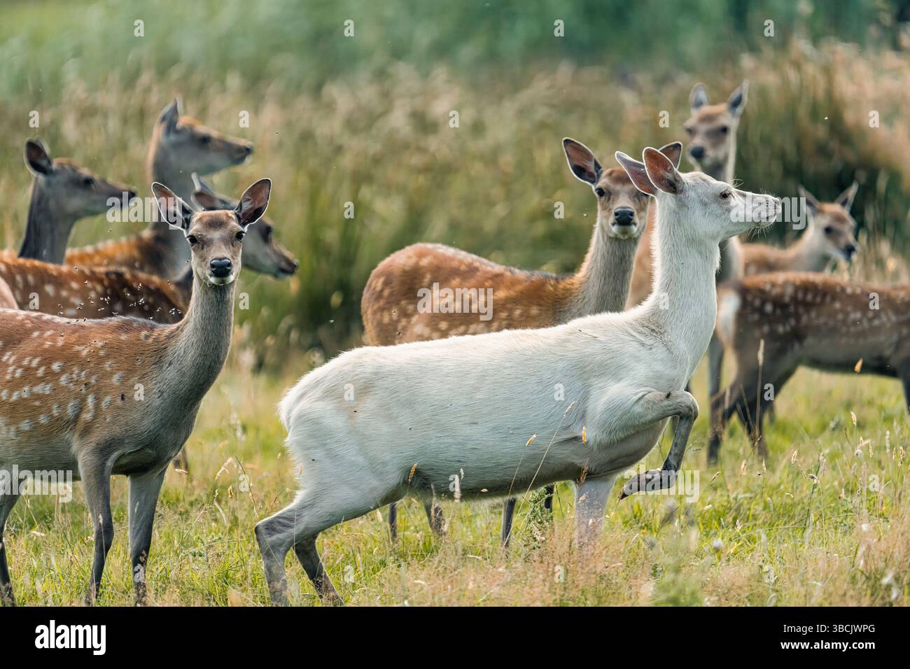 Sika deer, Arne, Dorset Stock Photo - Alamy