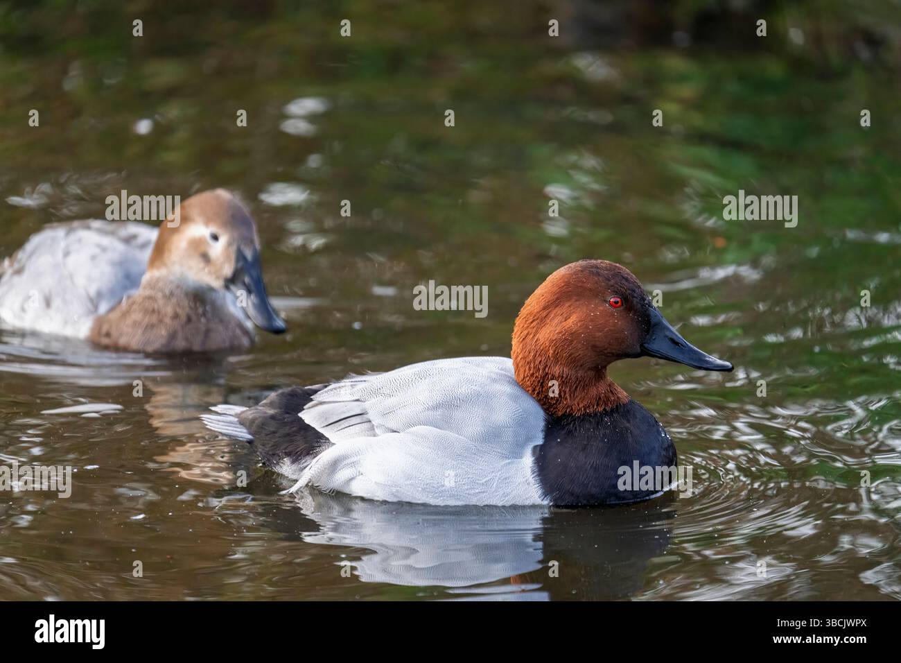 Drake canvasback duck hi-res stock photography and images - Alamy