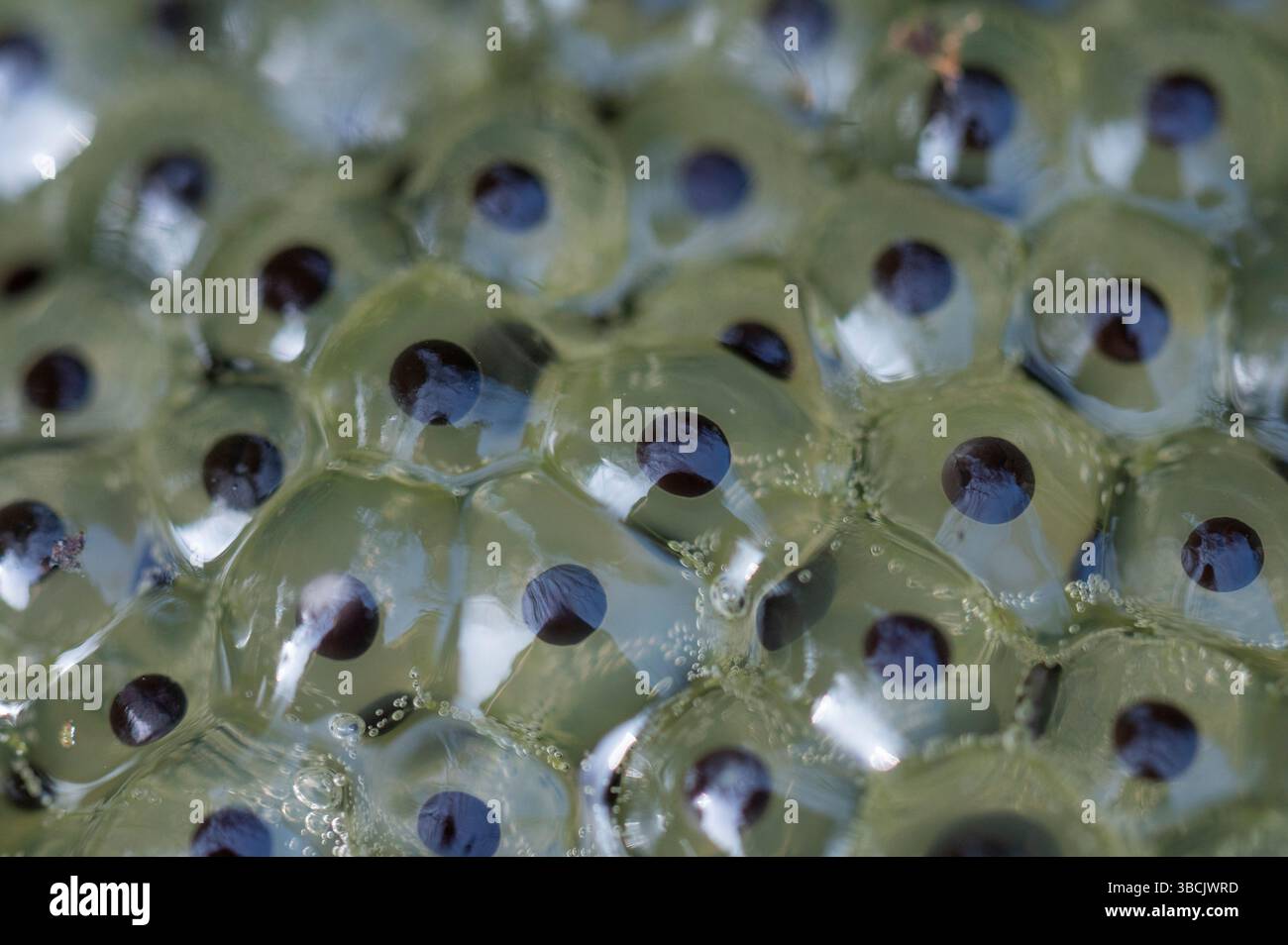 Common frog spawn, UK Stock Photo - Alamy