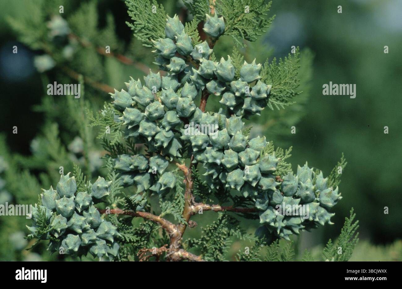 Cedar (shrubs) (Thuja orientalis), Oriental Tree of Life (Oriental) (asia) (plants) (shrubs ...