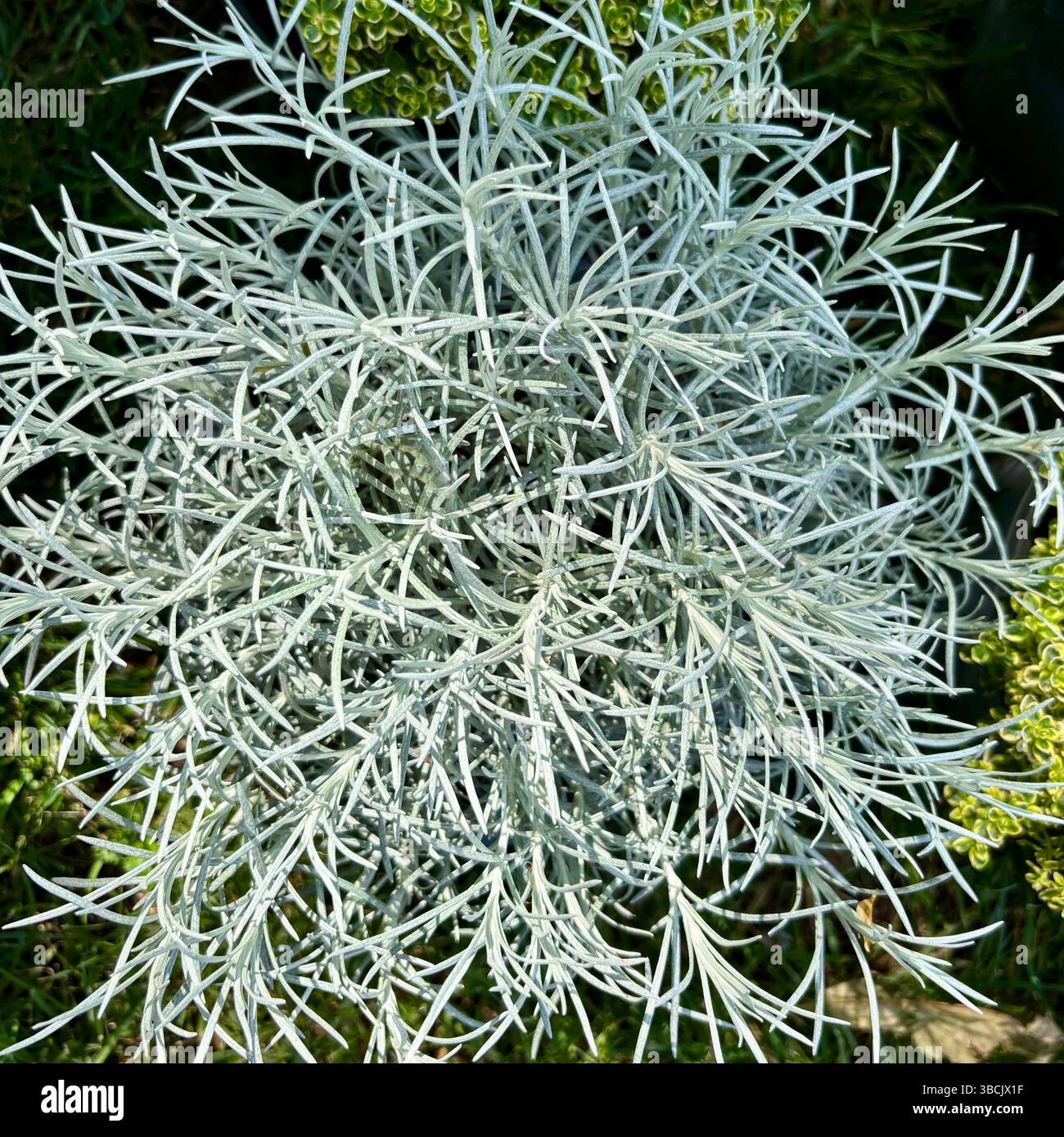 Elicriso (helichrysum italicum) aromatic-medicinal plant. Perennial ...