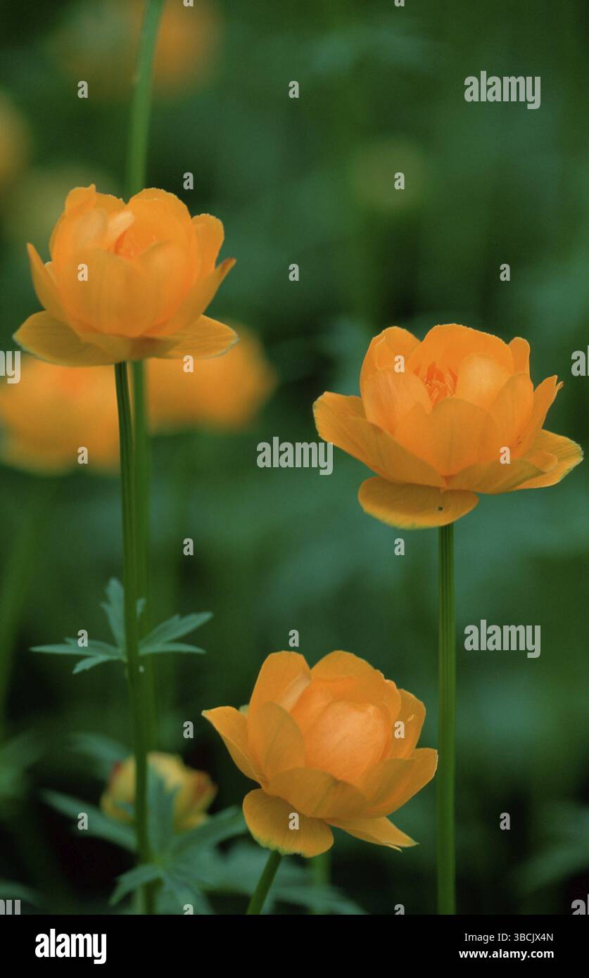 Trollius cultorum hi-res stock photography and images - Alamy