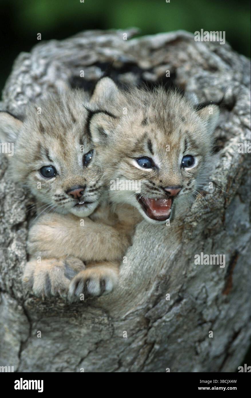 Canadian Lynx cubs (Lynx lynx canadensis) (Felis lynx canadensis ...