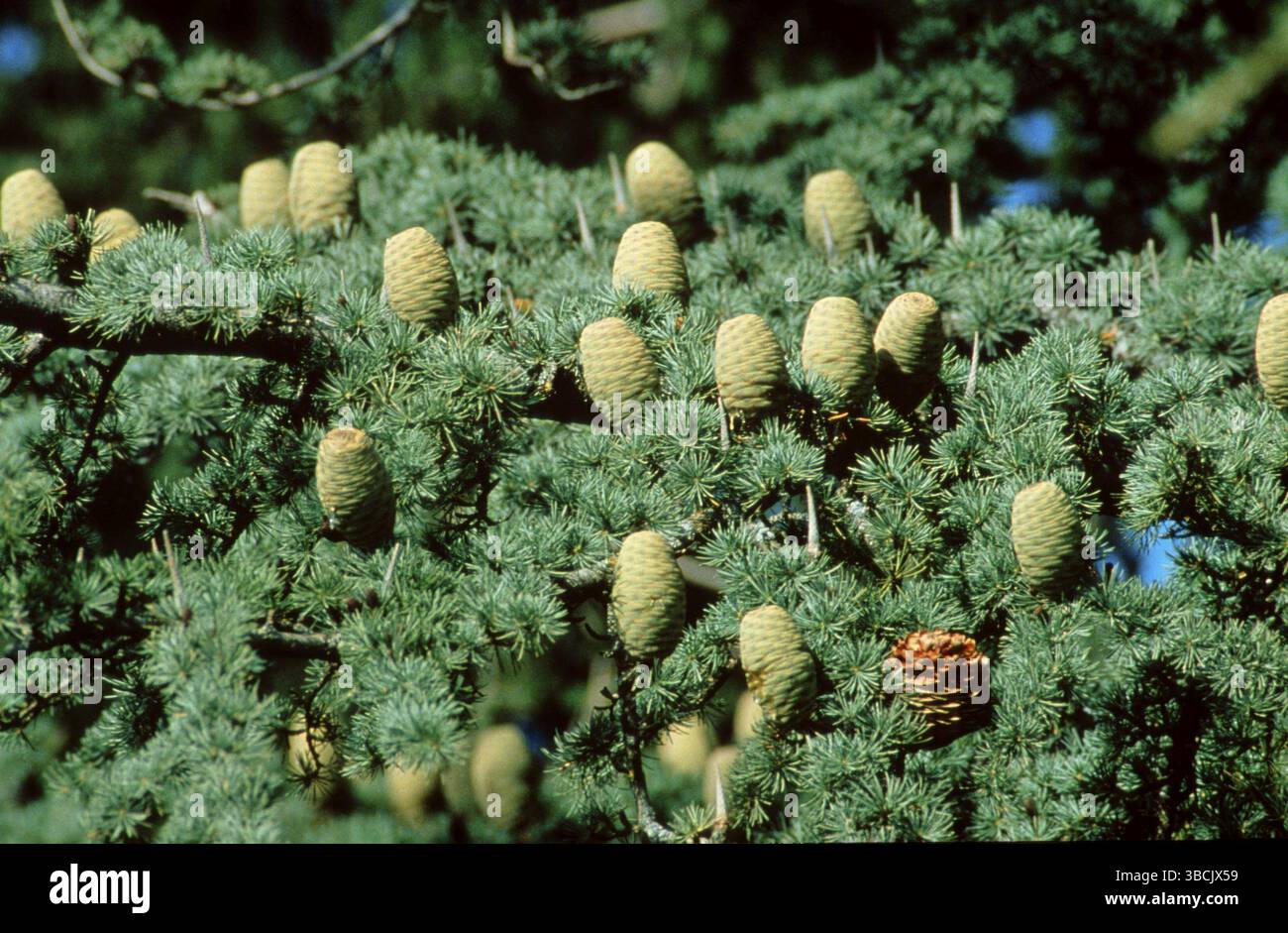 Atlas cedar, plants, conifer, coniferous trees, pine family (Pinaceae ...