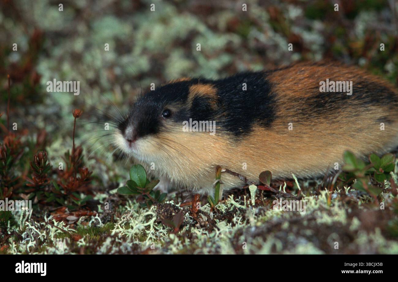 Norway Lemming (Lemmus lemmus), Sweden, Europe Stock Photo - Alamy