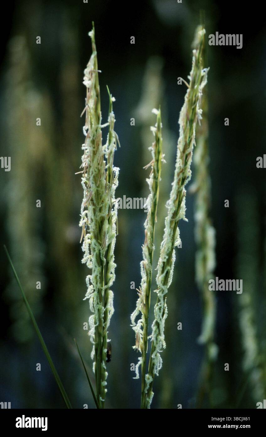False spike (Spartina townsendii), tall mud-grass, plants, grasses ...