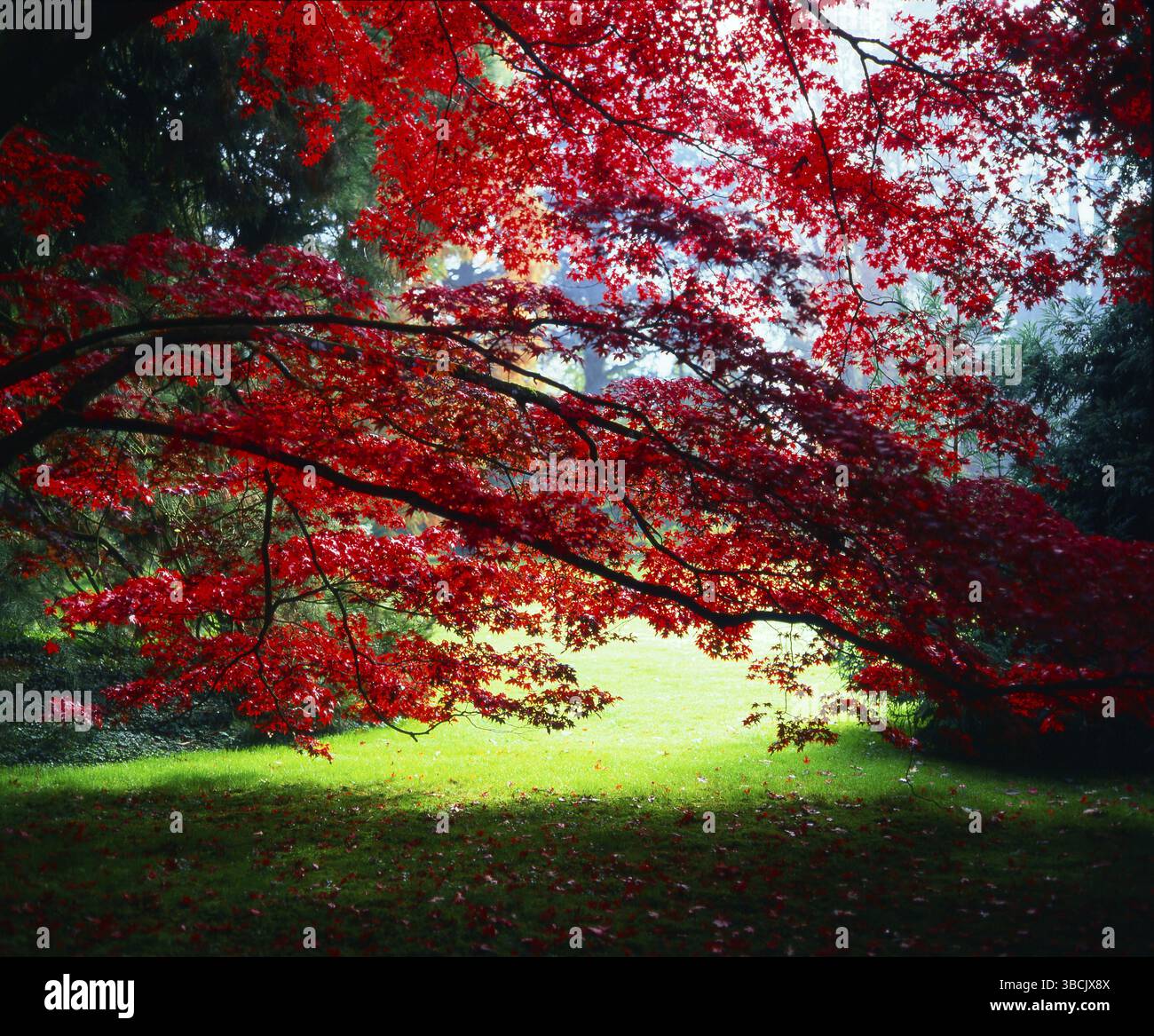 Red maple (Acer rubrum Stock Photo - Alamy
