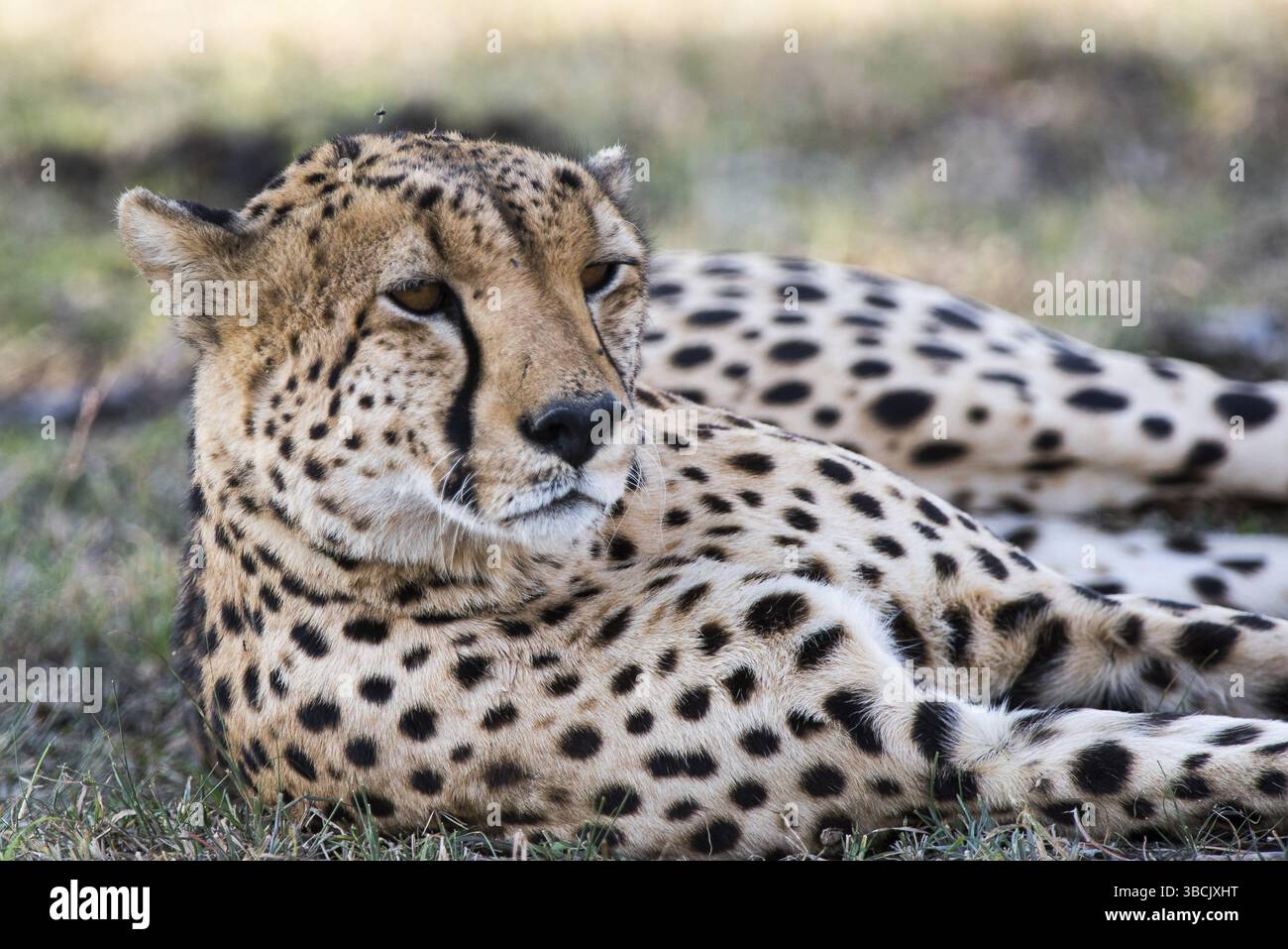 Abstract, active, activity, africa, african, animal, arid, background, behavior, behaviour, book ...