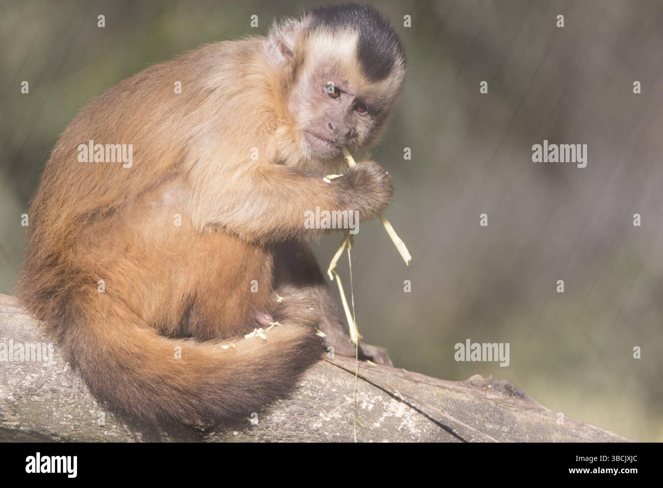 Aid, america, animal, ape, apella, behavior, black-capped, brown ...
