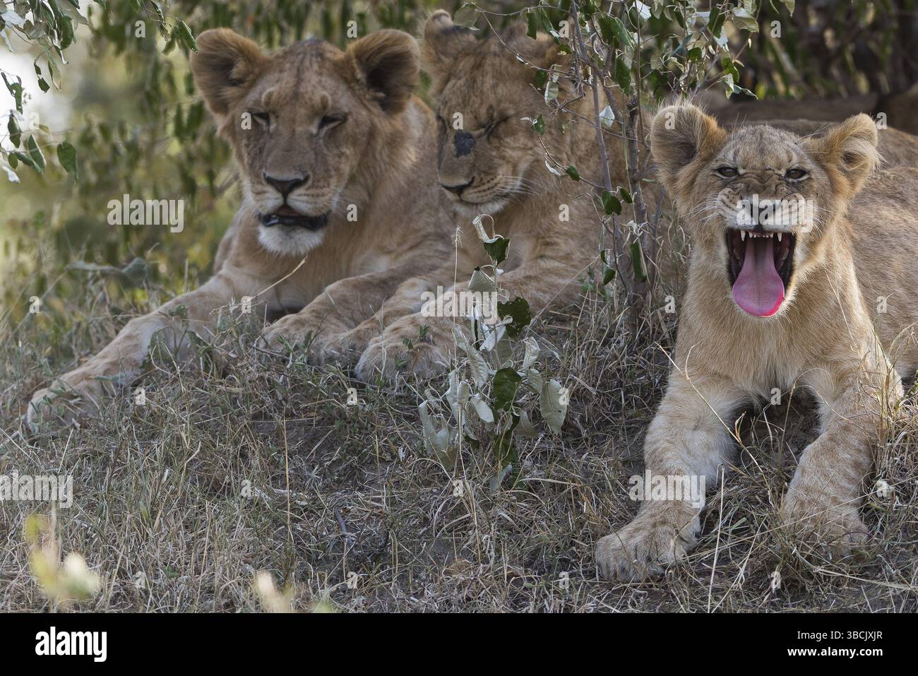 Adult, africa, african, animal, background, big, carnivore, cat ...