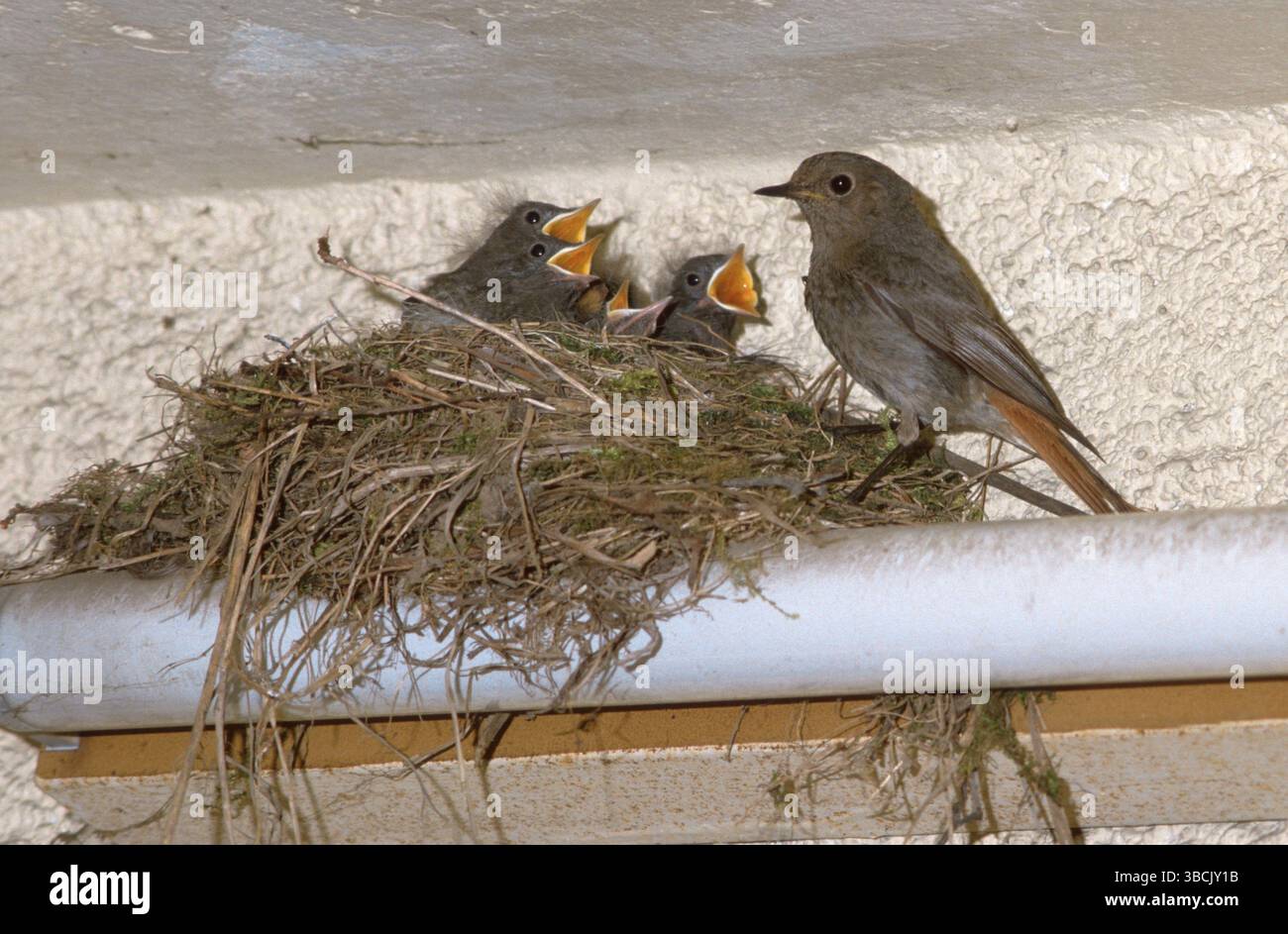Black redstart (Phoenicurus ochruros), female with begging youngs at ...