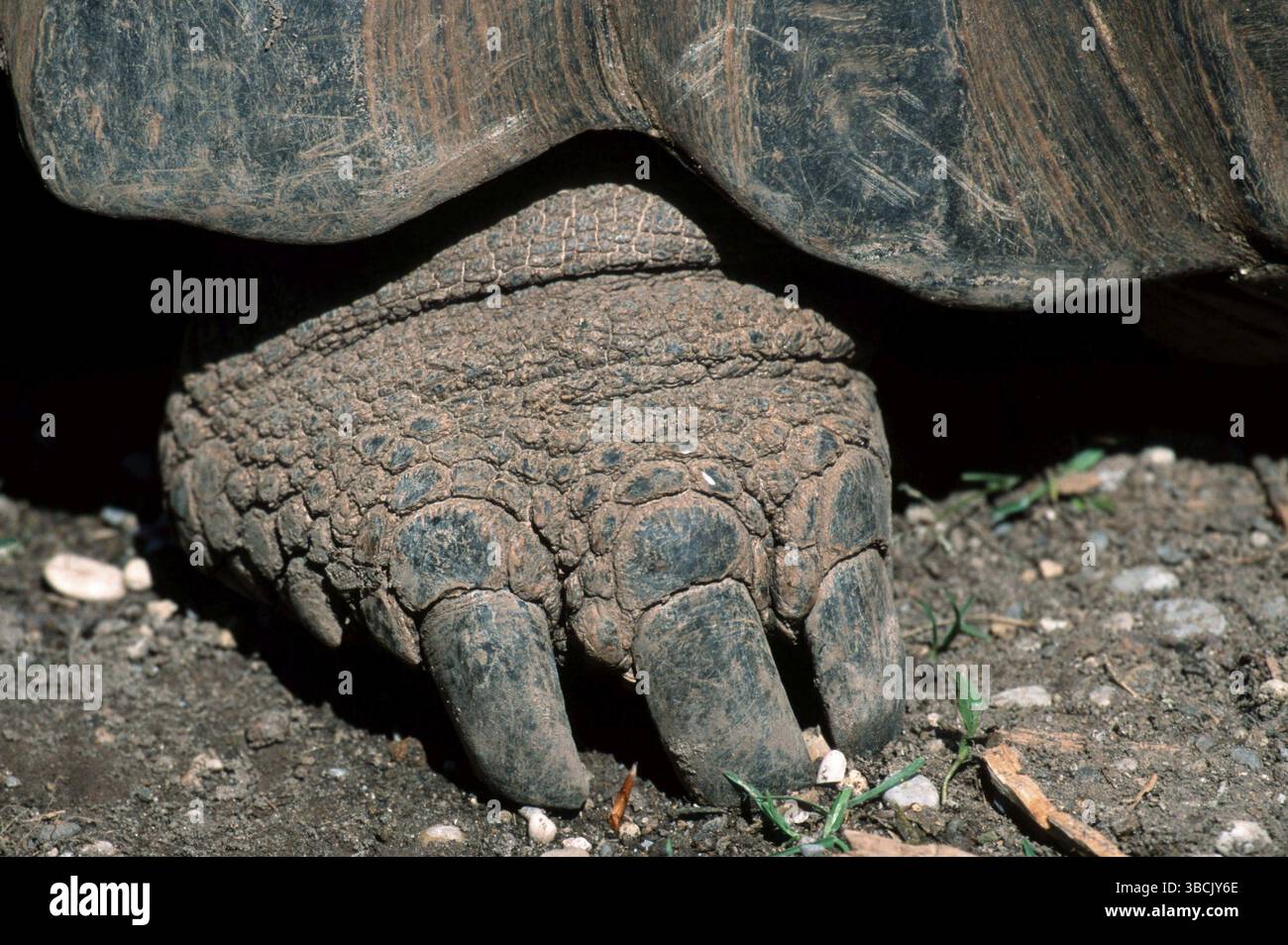 Galapagos Giant Tortoise (Geochelone nigra), foot (Testudo elephantopus ...