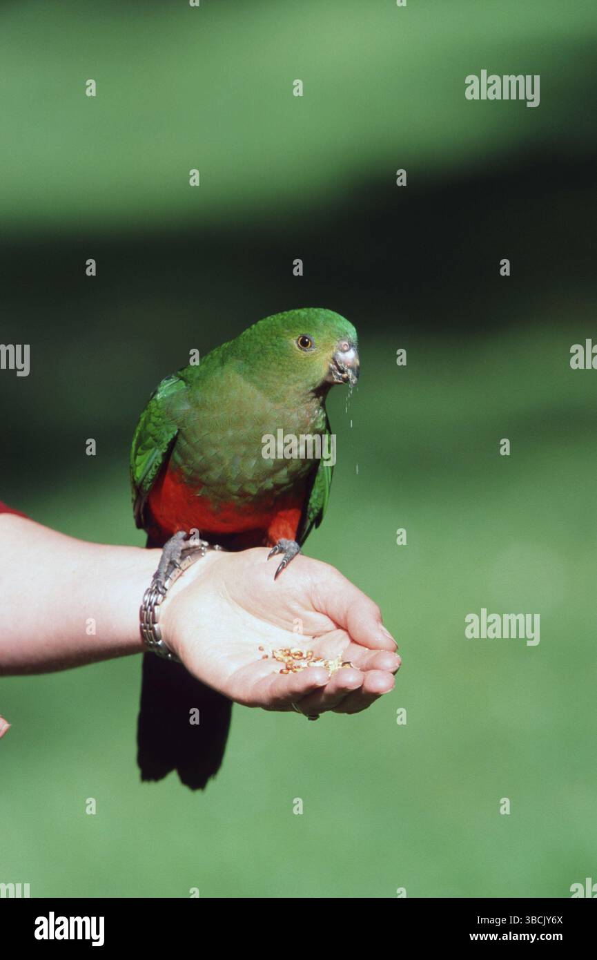 Australian King Parrot, female on human hand, Victoria, Australia ...