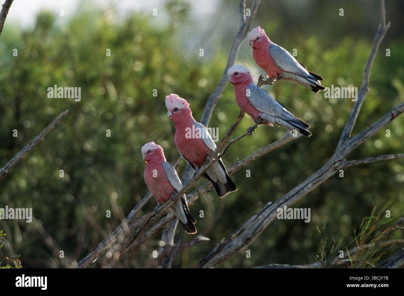 Galahs, Australia (Eolophus roseicappilus), Pink Cockatoos, Australia ...
