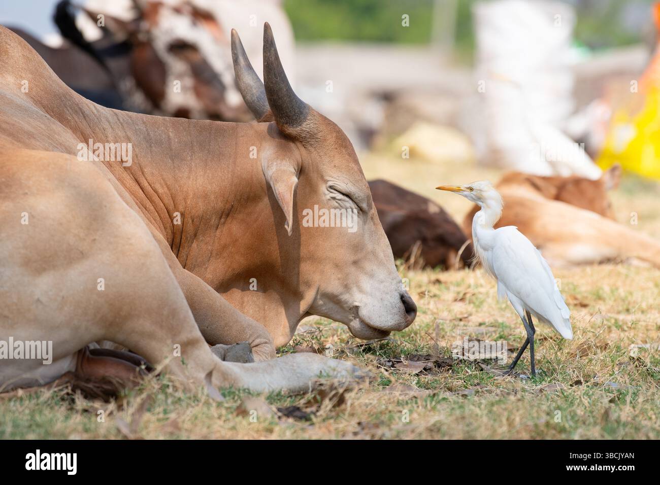 Commensalism, symbiotic relationship between sacred cow and cattle ...