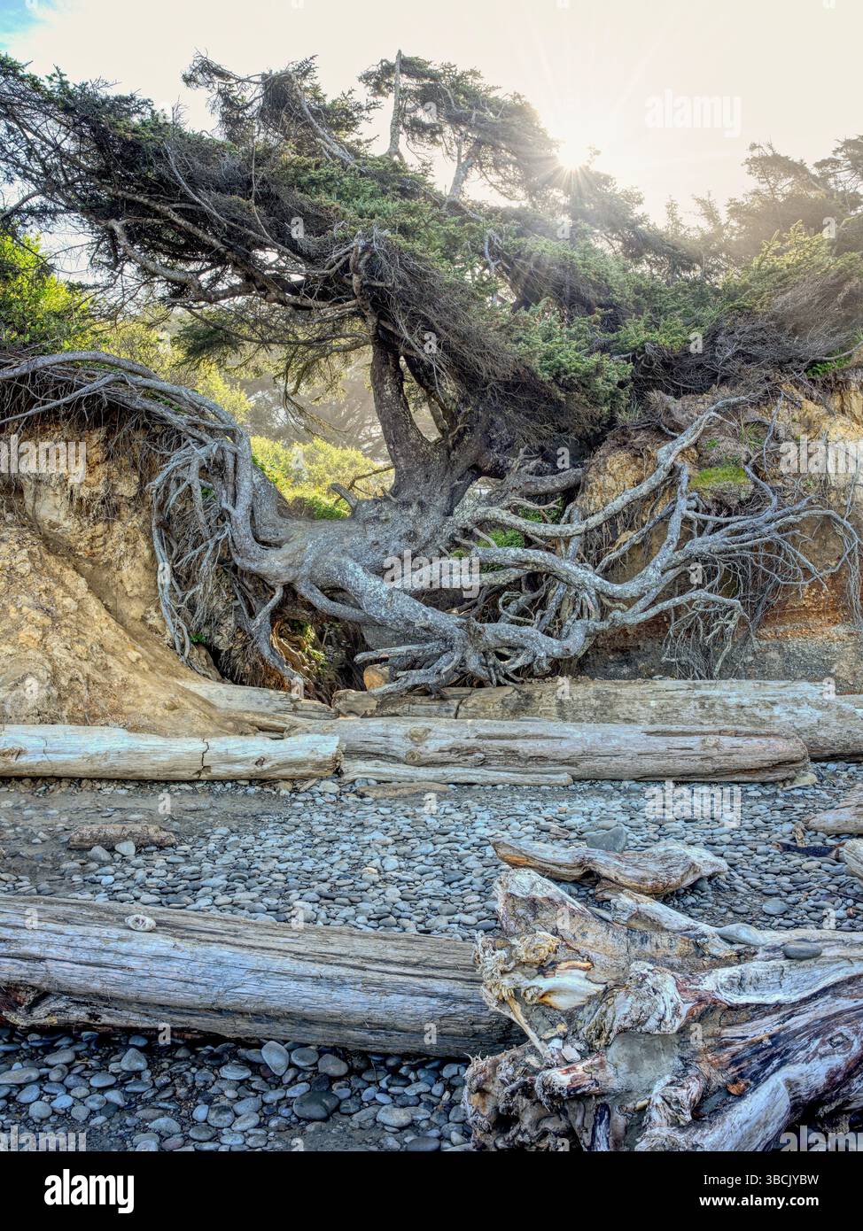 A view of the tree of life with the sun shining behind it on Kalaloch ...