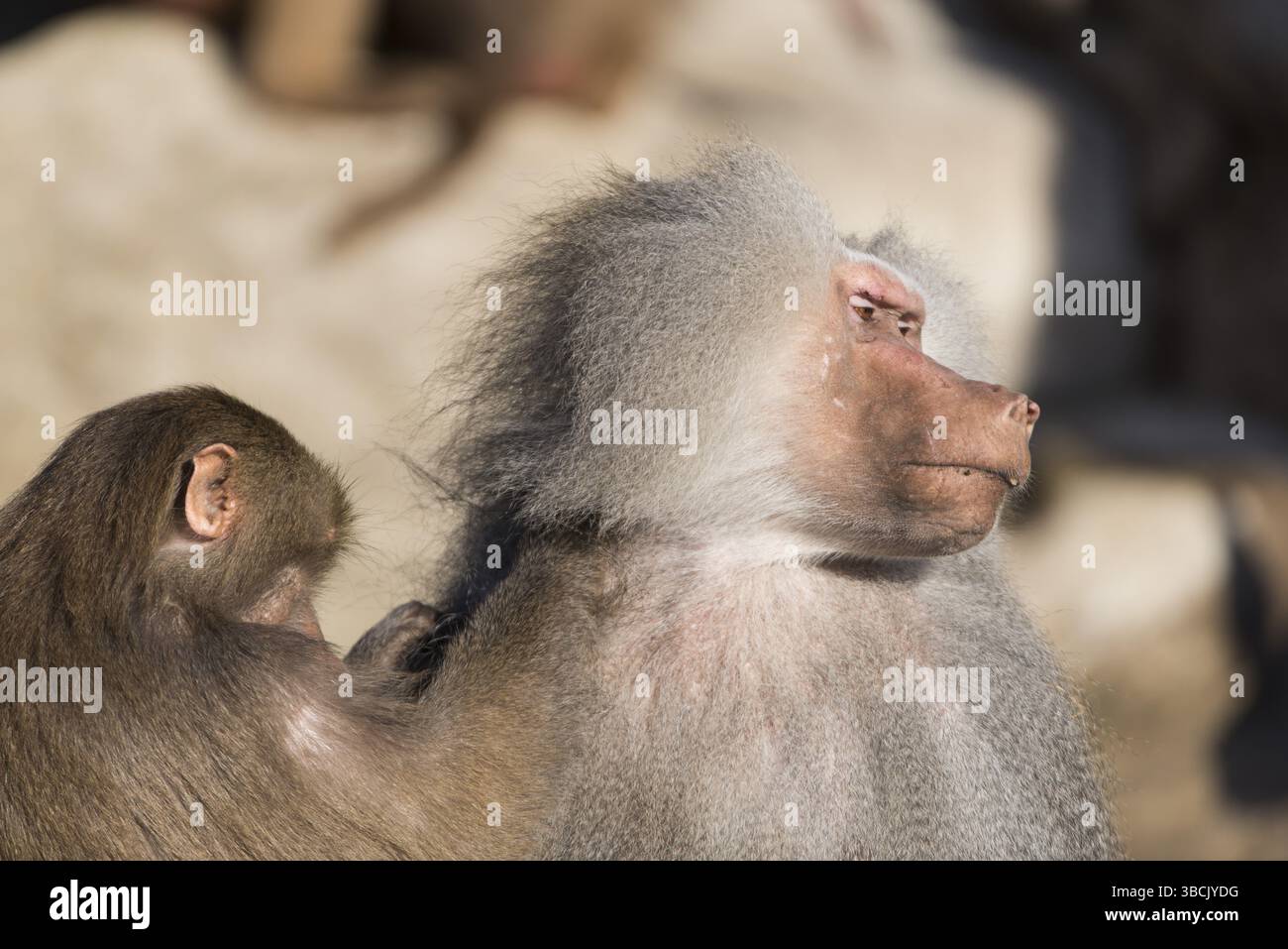 Africa, african, animal, ape, baby, big, botswana, brown, close ...