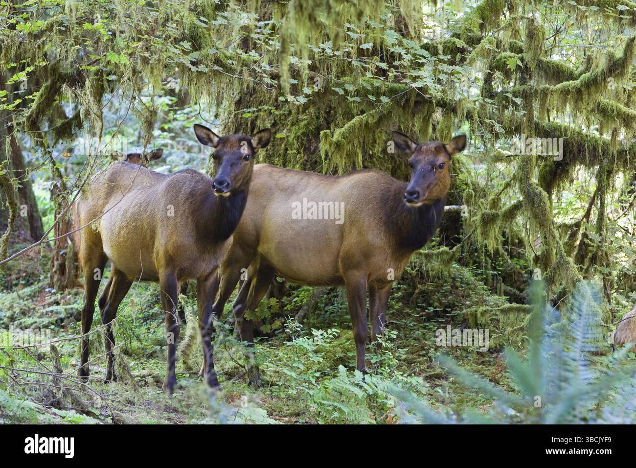 Wapitis, Hoh Rainforest, Olympic national park, Washington, USA (Cervus ...