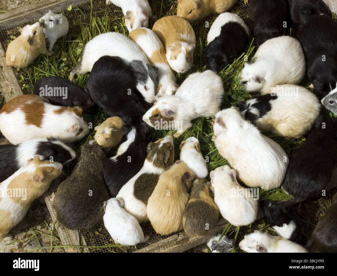 Guinea Pig pigs in enclosure, Lima, Peru, South America Stock Photo - Alamy