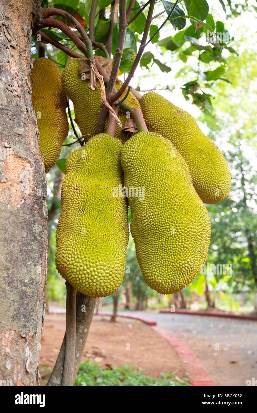 Green ripe jackfruit or nangka growing on a tree, tropical fruit in ...