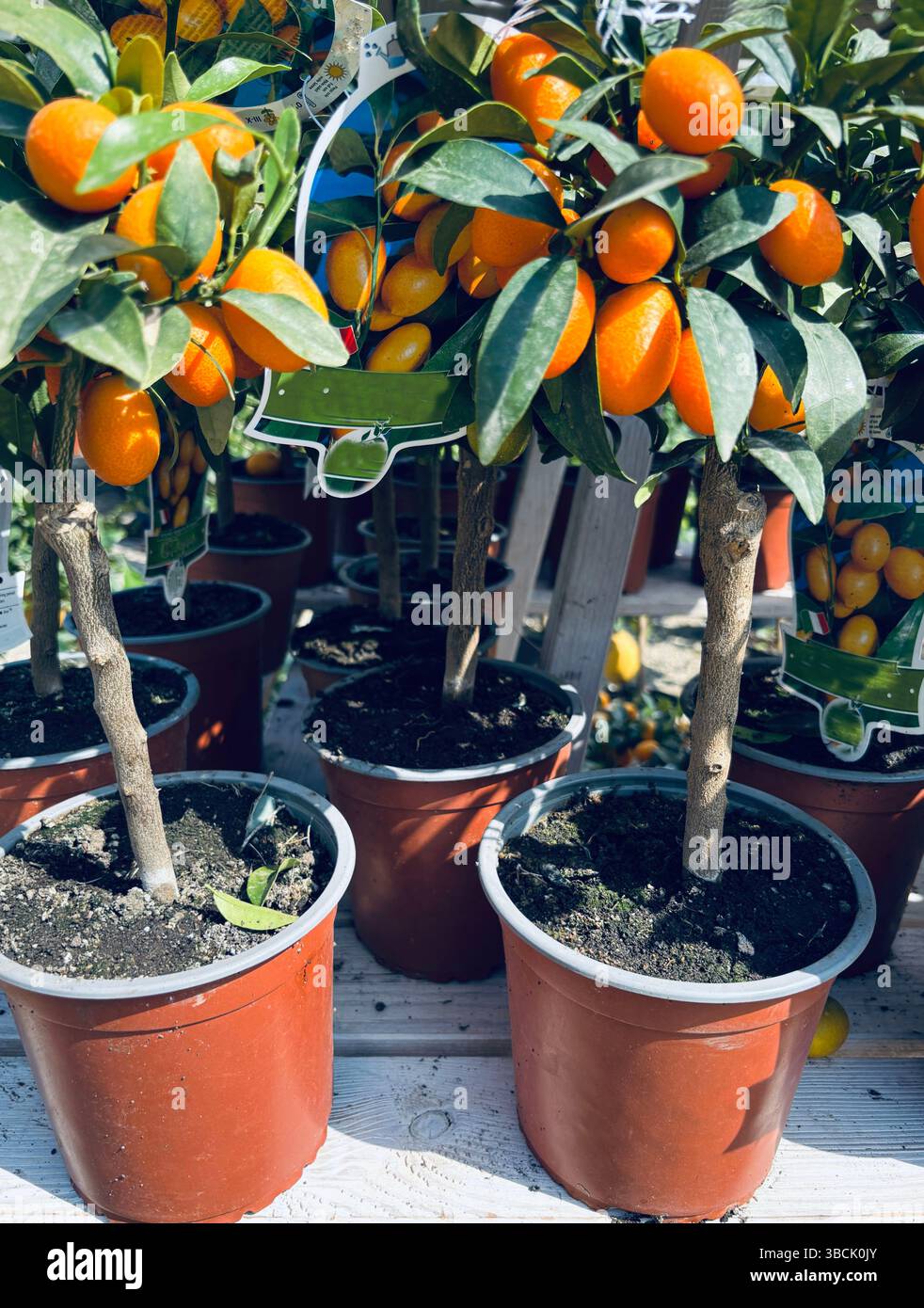 Kumquat Fortunella Margarita or Chinese Mandarin, evergreen tree for ...