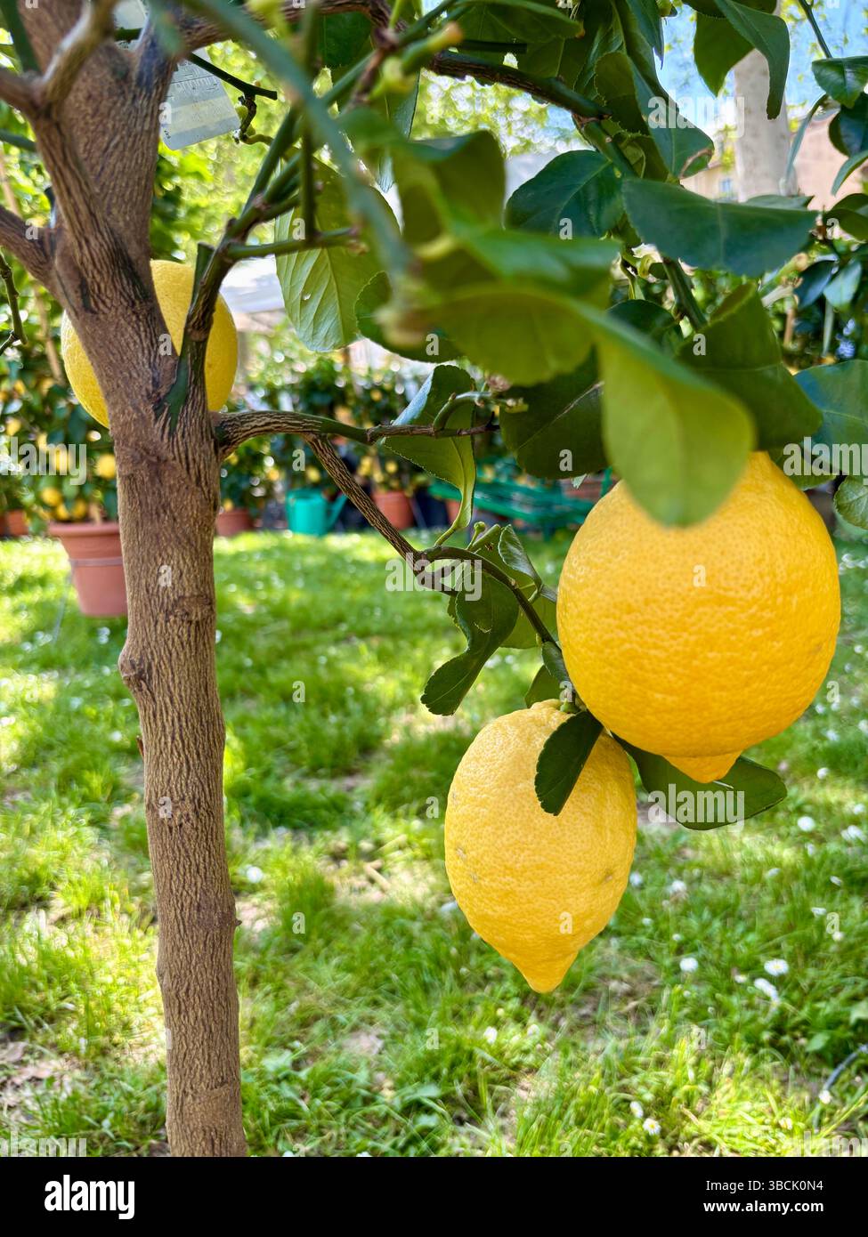 Potted lemons tree on sale in an outdoor nursery. Gardening concept Stock Photo - Alamy