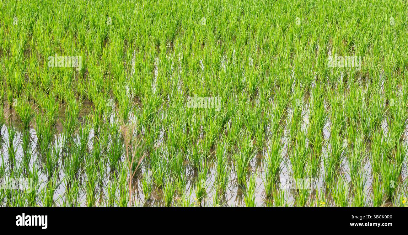 Rice field in countryside of India, plants standing in the water ...