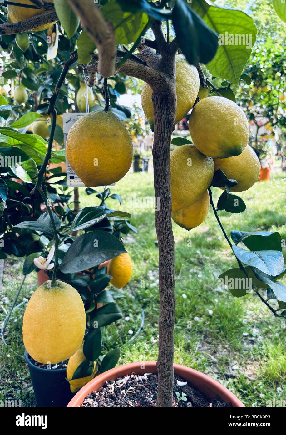 Potted lemons tree on sale in an outdoor nursery. Gardening concept Stock Photo - Alamy
