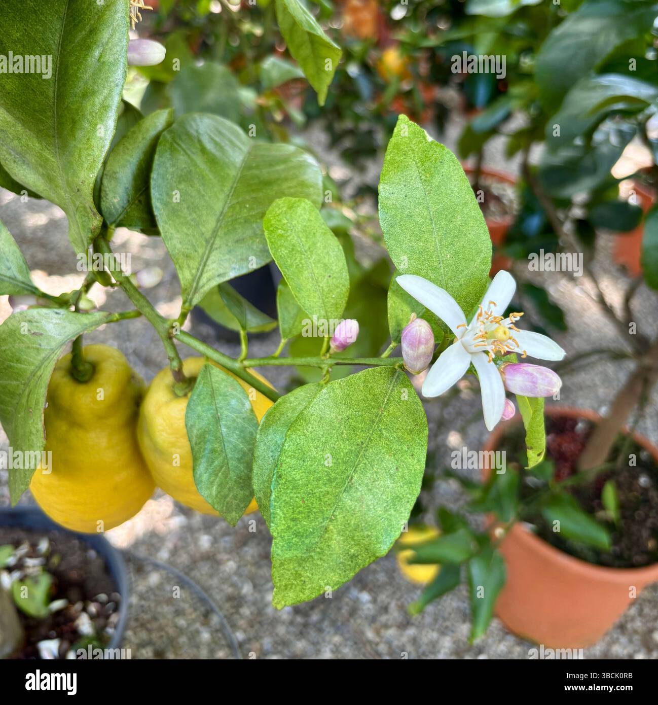Potted lemons tree on sale in an outdoor nursery. Gardening concept Stock Photo - Alamy