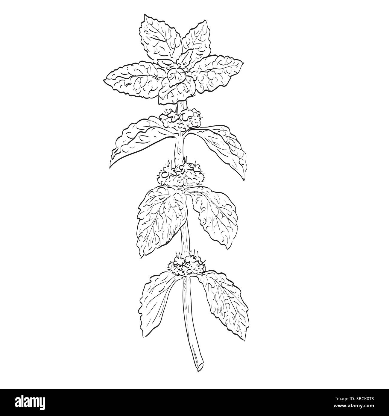 Mint plant in flower Black and White Stock Photos & Images - Alamy