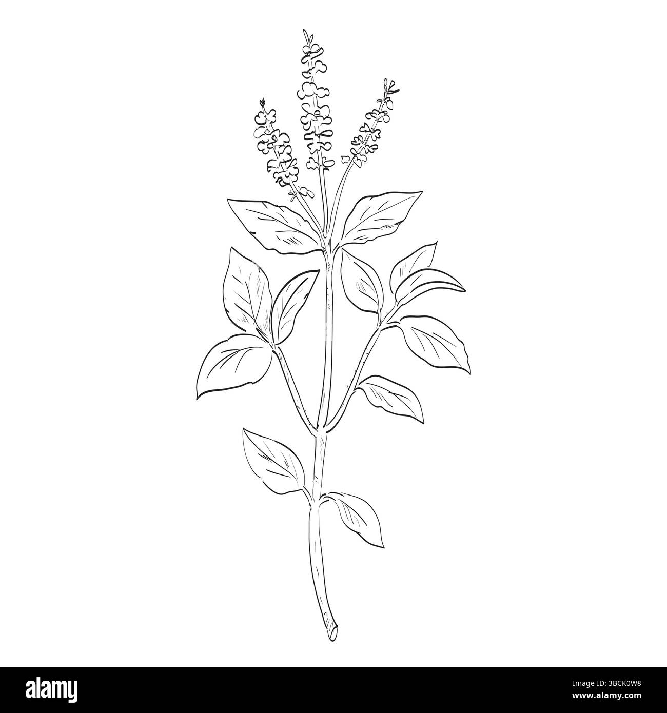 Drawing sketch style illustration of Ocimum tenuiflorum, holy basil ...