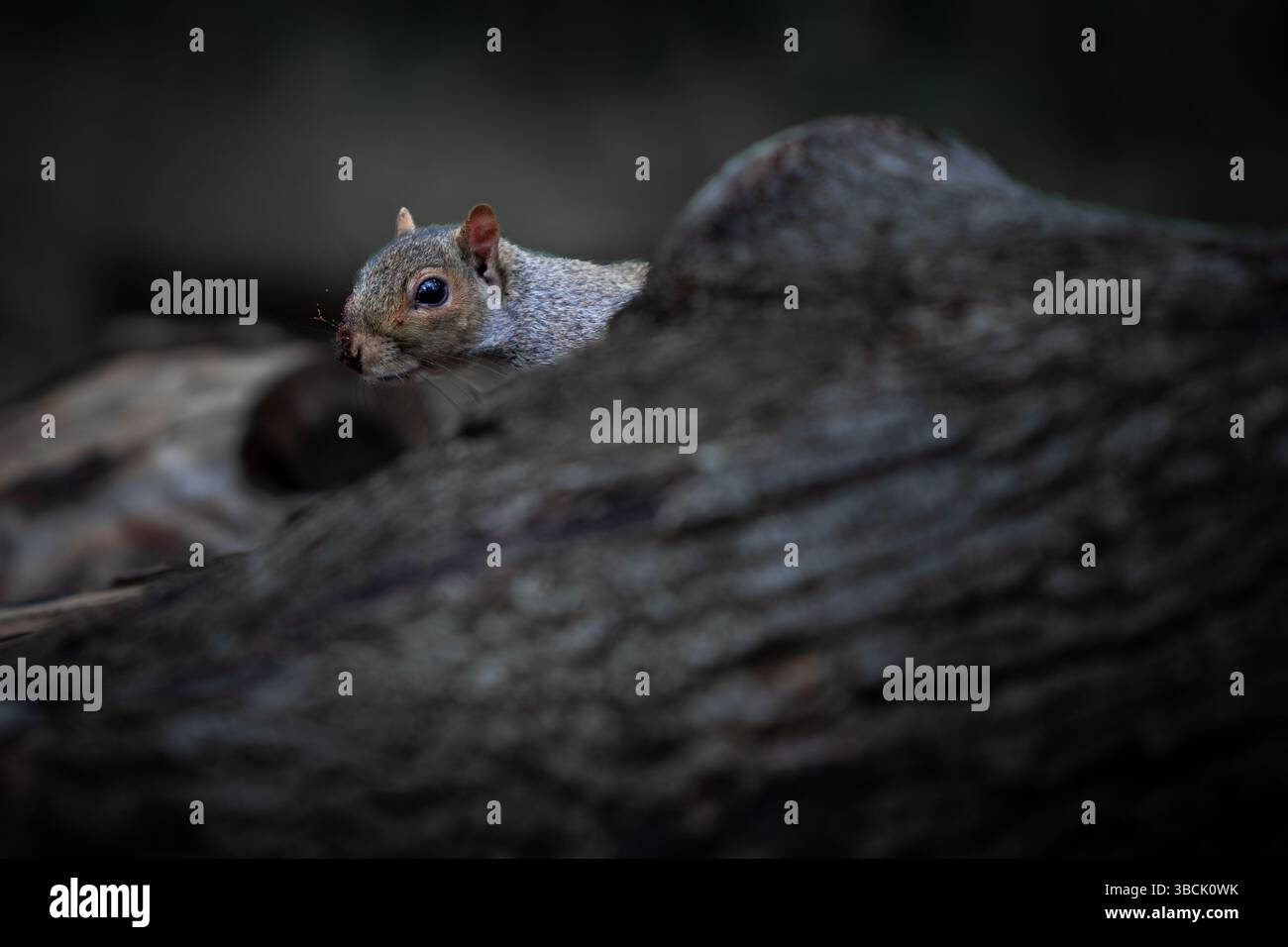 A cautious grey squirrel peers out from behind a dark tree trunk in a ...