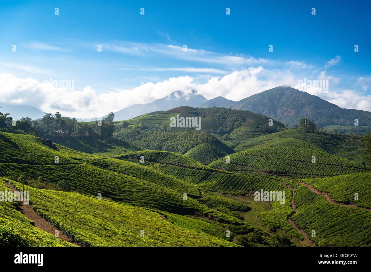 Tea plantation in Munnar, South India, landscape with fields in Kerala ...