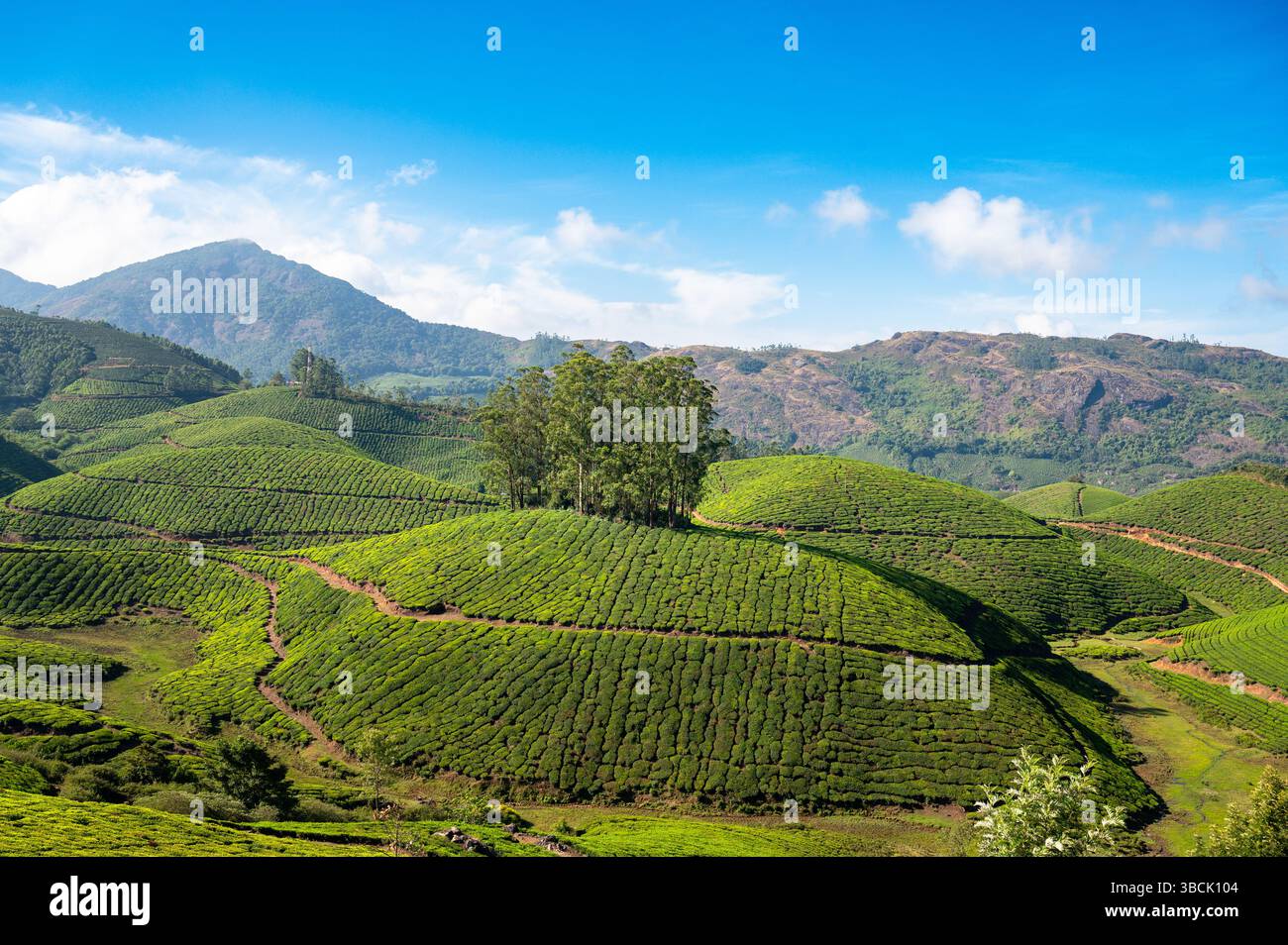 Tea plantation in Munnar, South India, landscape with fields in Kerala ...