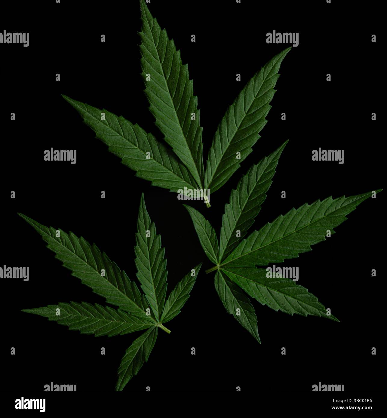 Green clean fresh marijuana leafs on dark black background Stock Photo ...