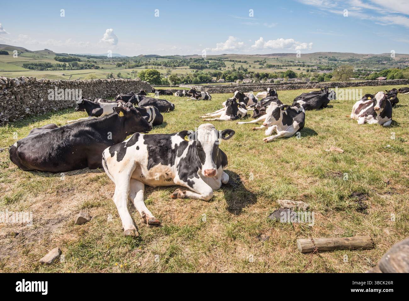 Black and white cows lying down in grazing pasture between Grassington ...